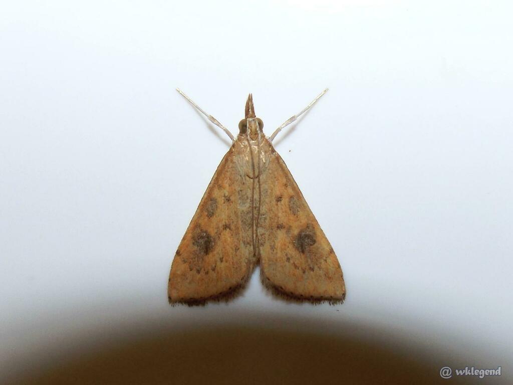 Udea testacea from Kwun Tong, HK on April 18, 2023 by wklegend ...