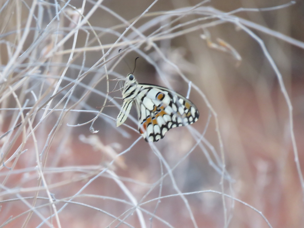 Lime Swallowtail from Sturt National Park, Tibooburra, NSW, AU on April ...