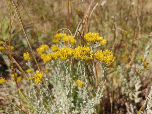 Straw Everlasting (Enseleni Nature Reserve - Plants) · iNaturalist