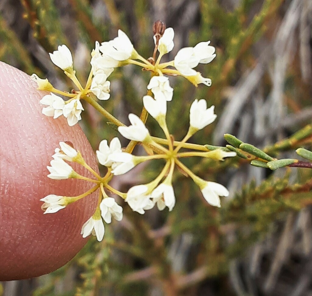 Platysace effusa from Mount Palmer WA 6426, Australia on March 26, 2023 ...