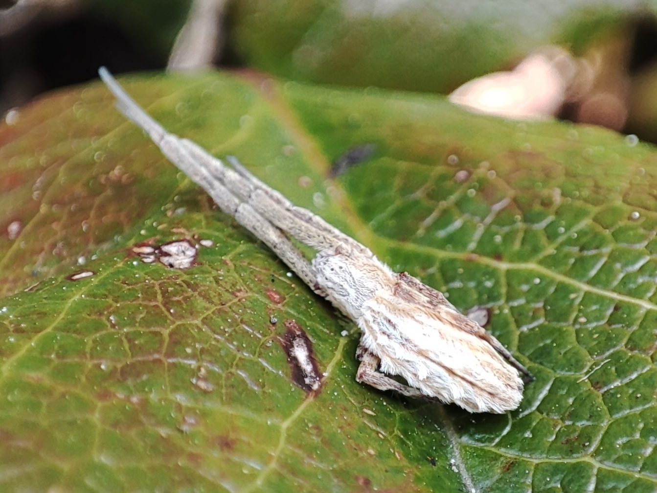Uloborus walckenaerius Latreille, 1806