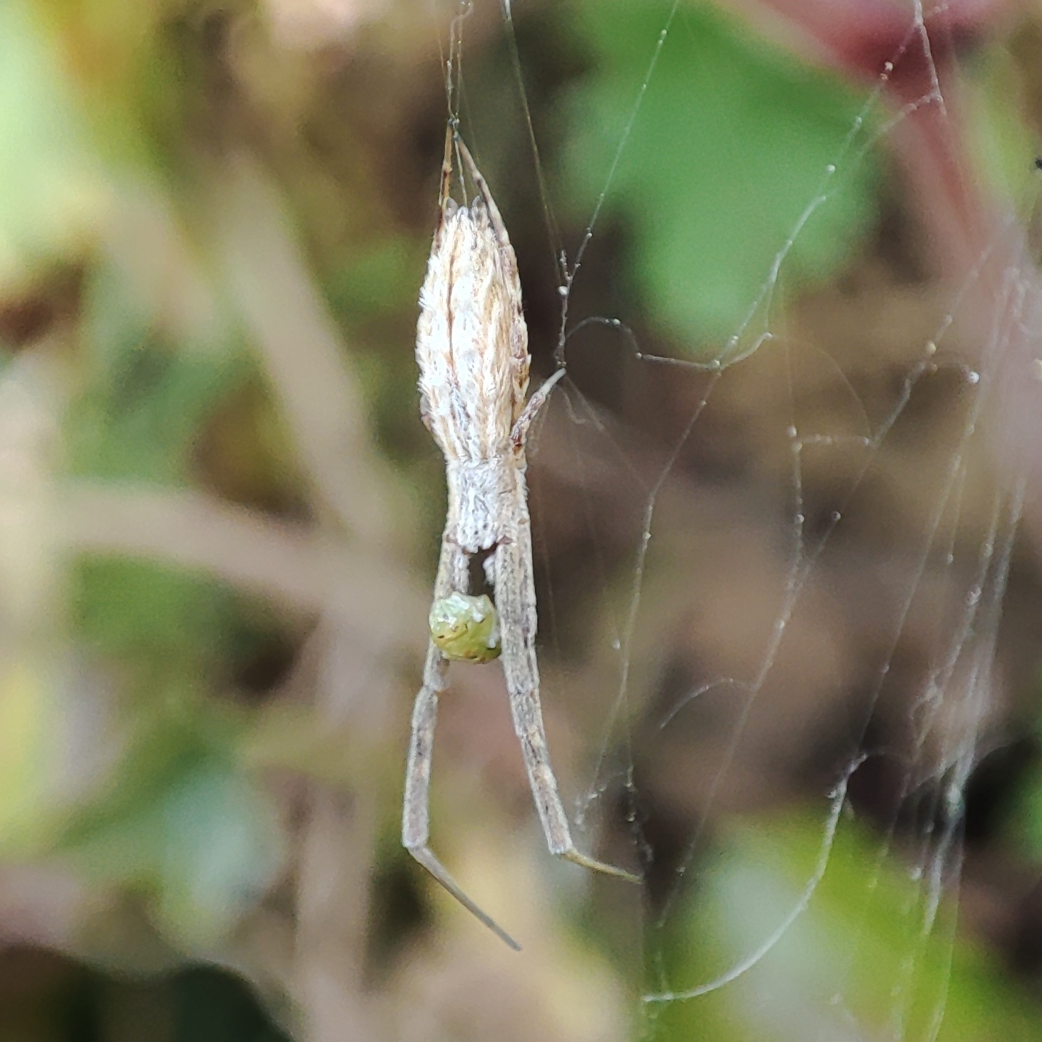 Uloborus walckenaerius Latreille, 1806