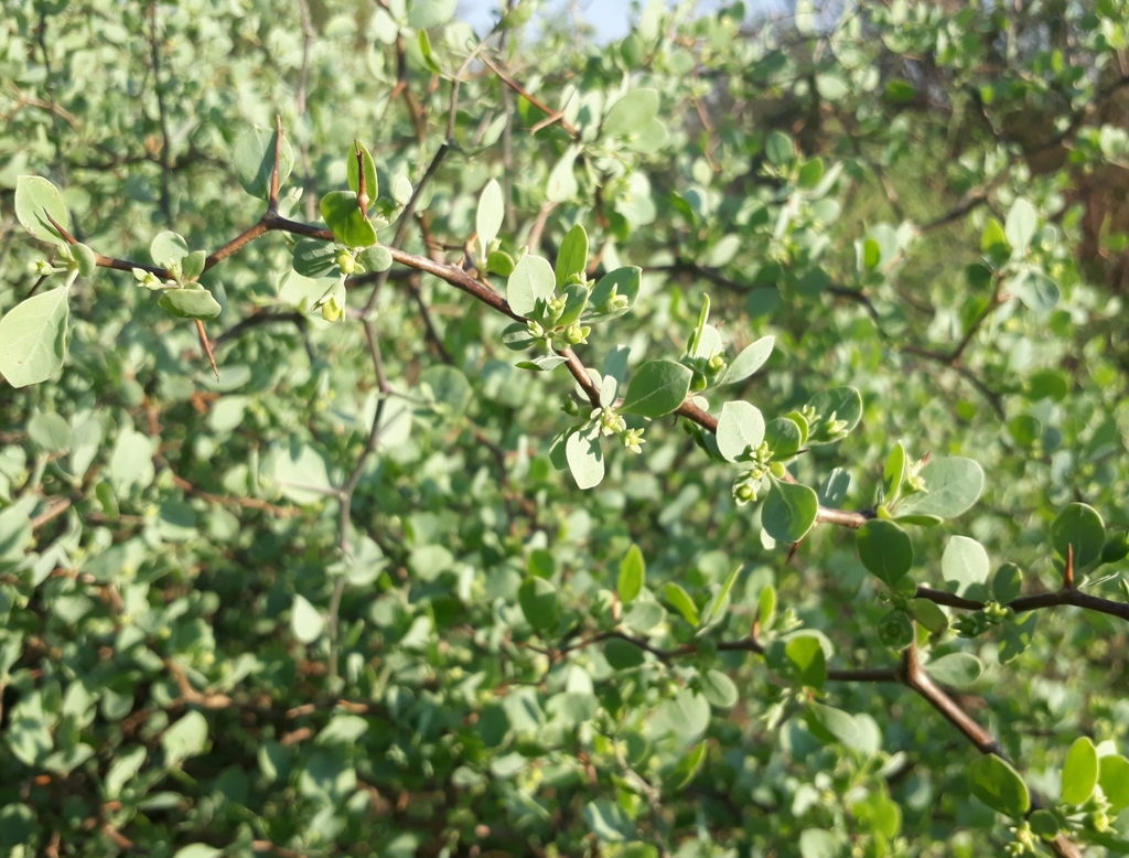desert plum from Las Colonias, Santa Fe, Argentina on February 10, 2023 ...