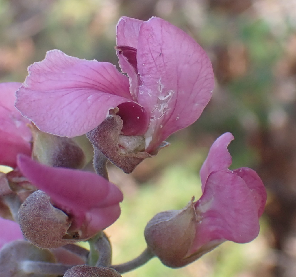 Gardenroute Keurboom from Uitzigt 216 portion 113, Garden Route ...
