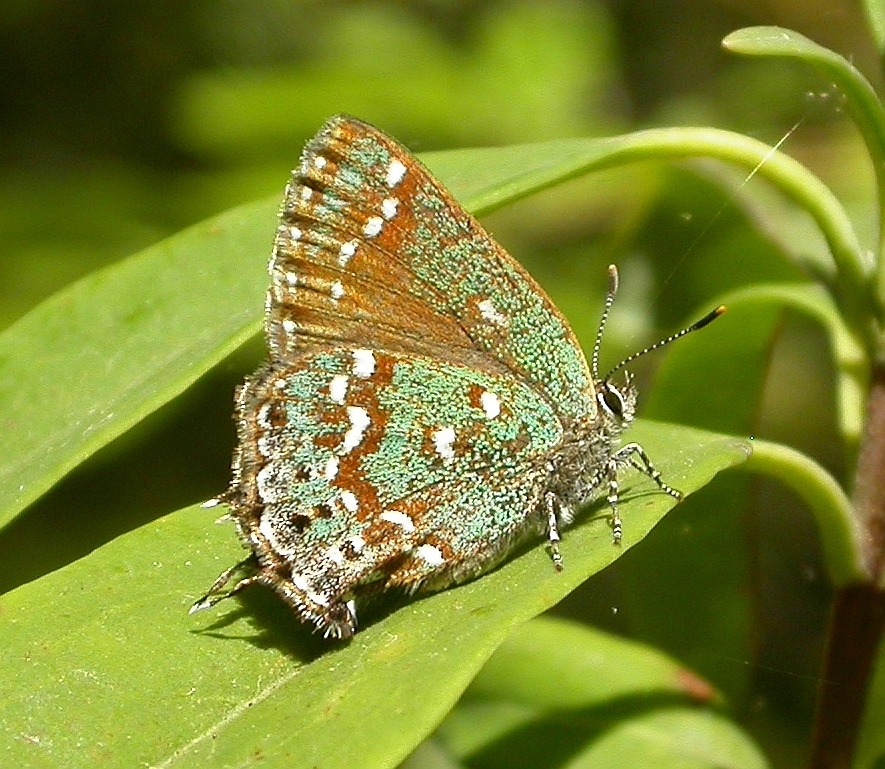 Hessel's Hairstreak in June 2014 by Nick Block · iNaturalist