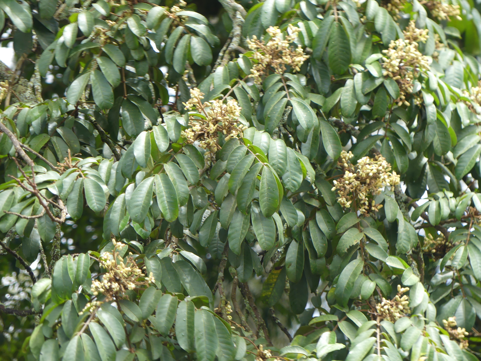 Trichilia emetica (Forssk.) Vahl