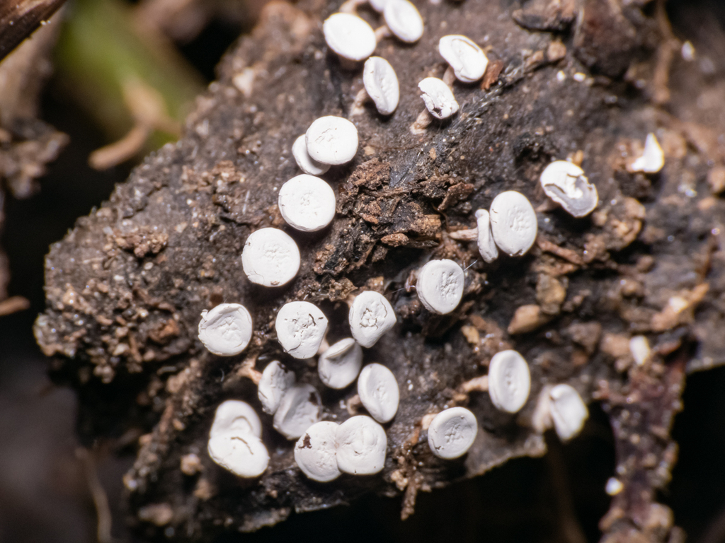 Diderma from Coronel, Bío Bío, Chile on April 15, 2023 at 05:50 PM by ...