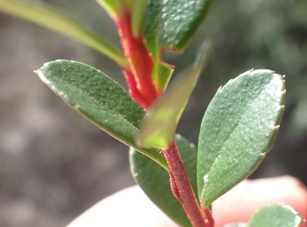 African Boxwood from Uitzigt 216 portion 113, Garden Route District ...