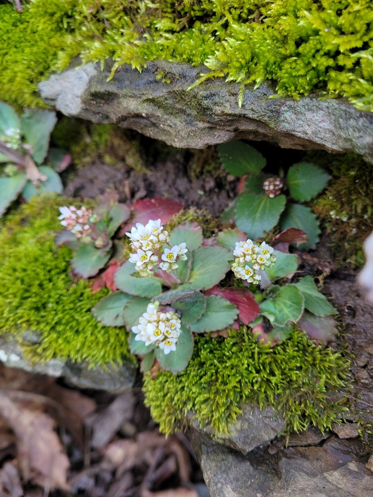 Virginia saxifrage from Noble County, US-OH, US on April 02, 2023 at 06 ...