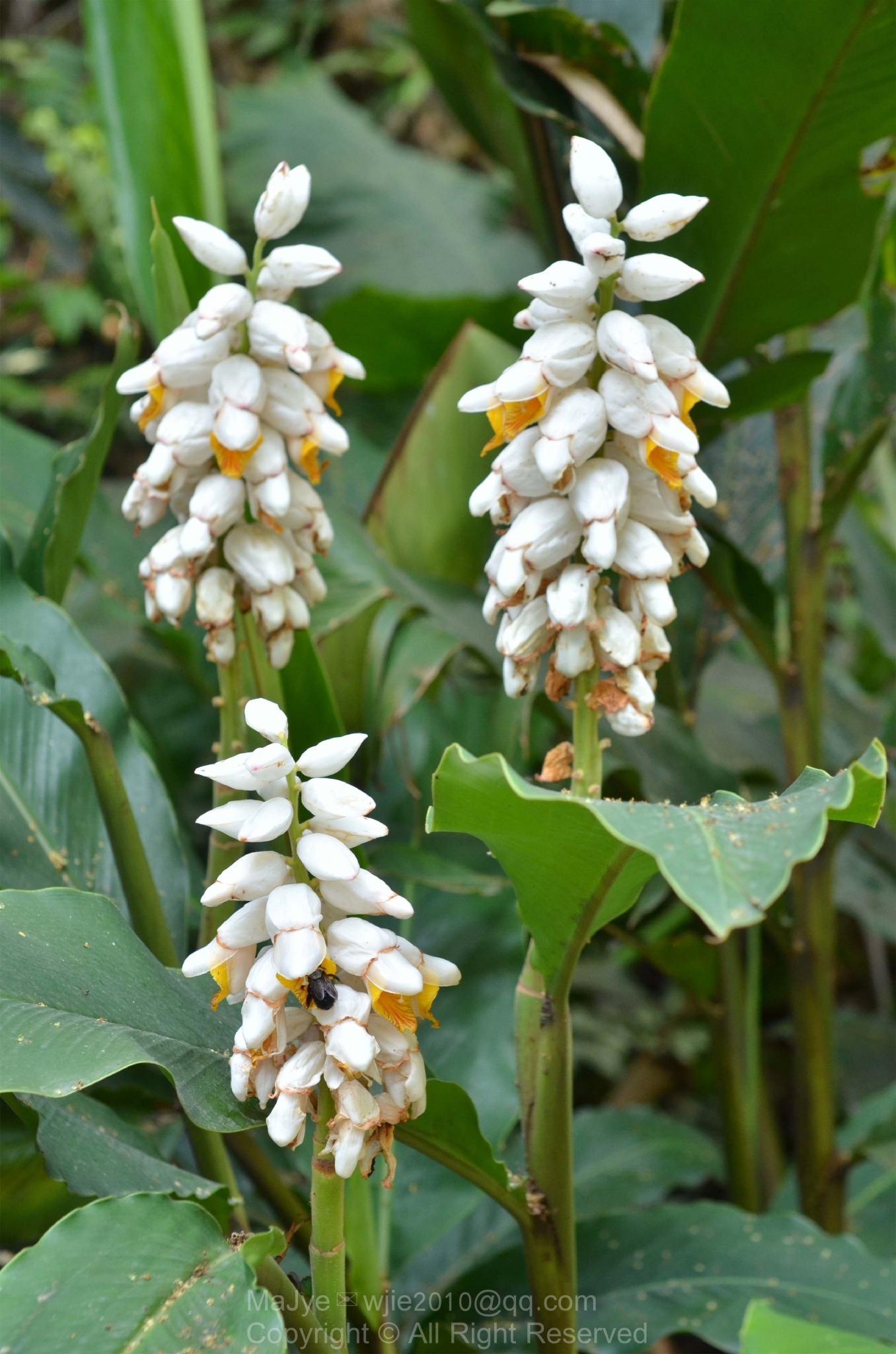 Alpinia hainanensis K.Schum.