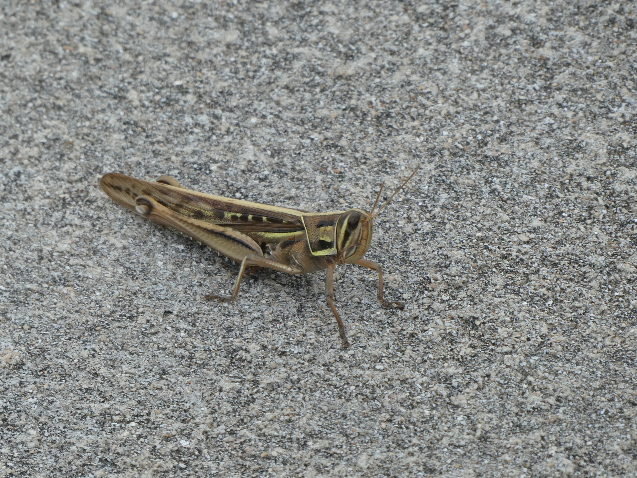 Patanga succincta (Johannson, 1763)