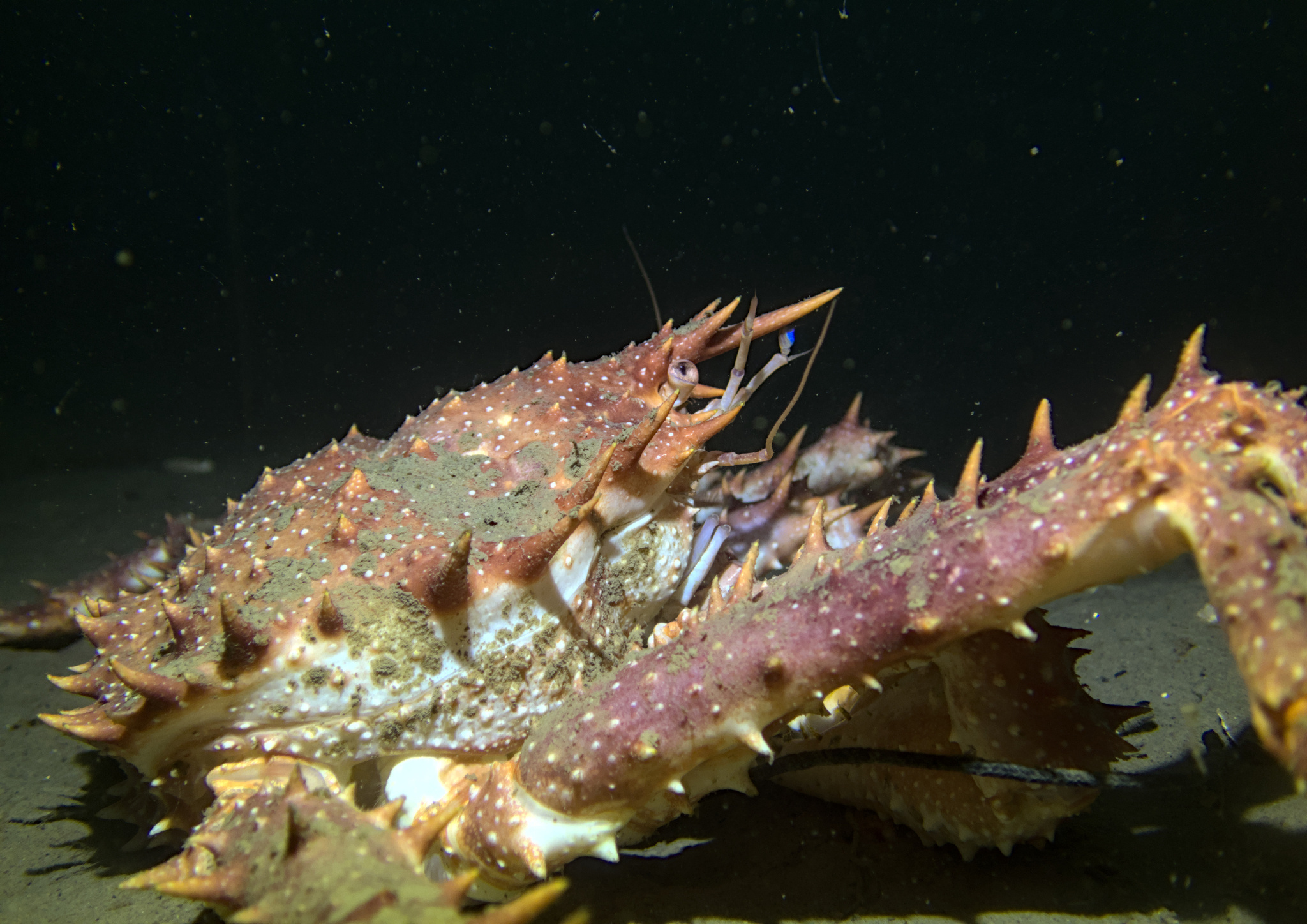 Lithodes Latreille, 1806