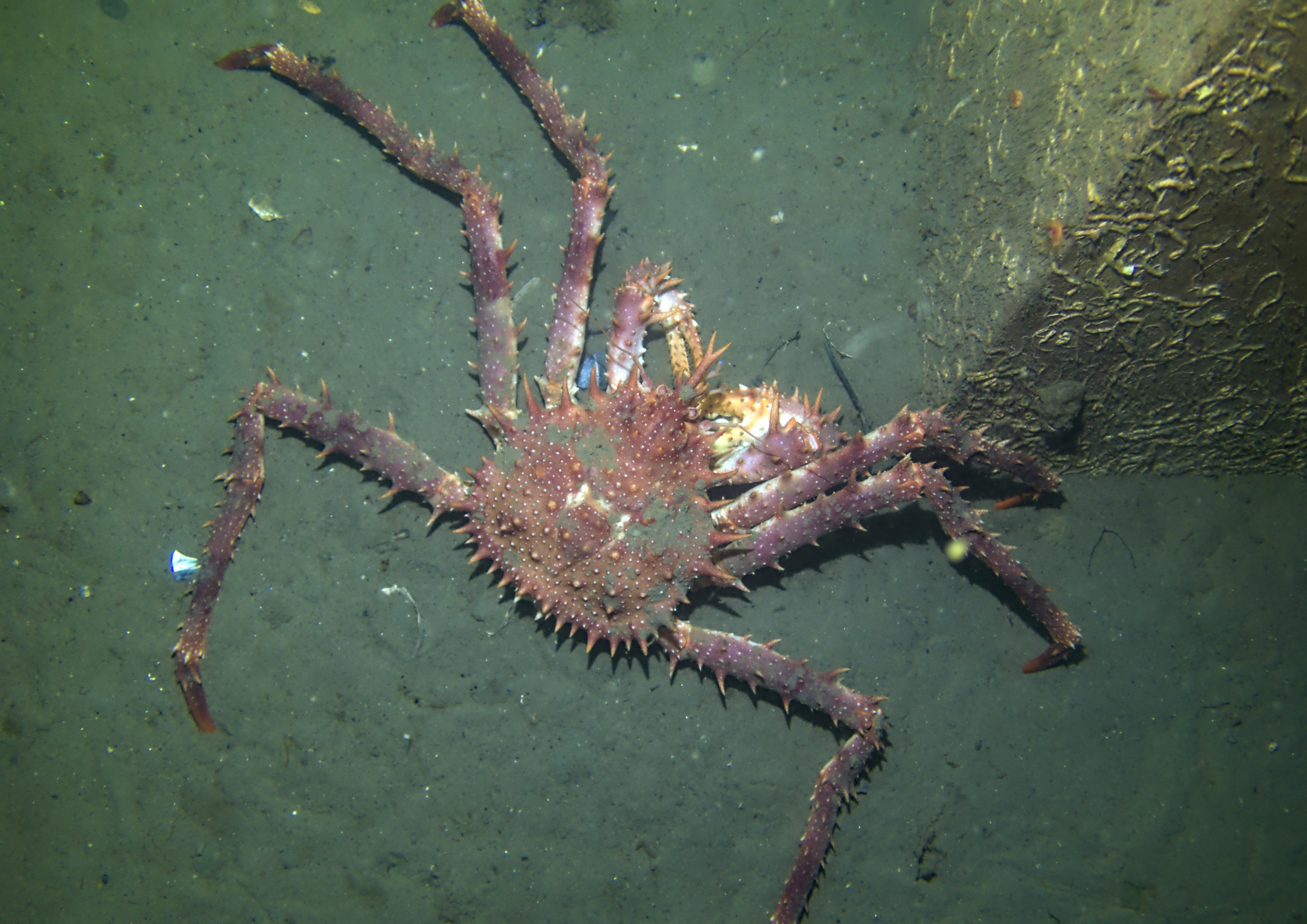 Lithodes Latreille, 1806