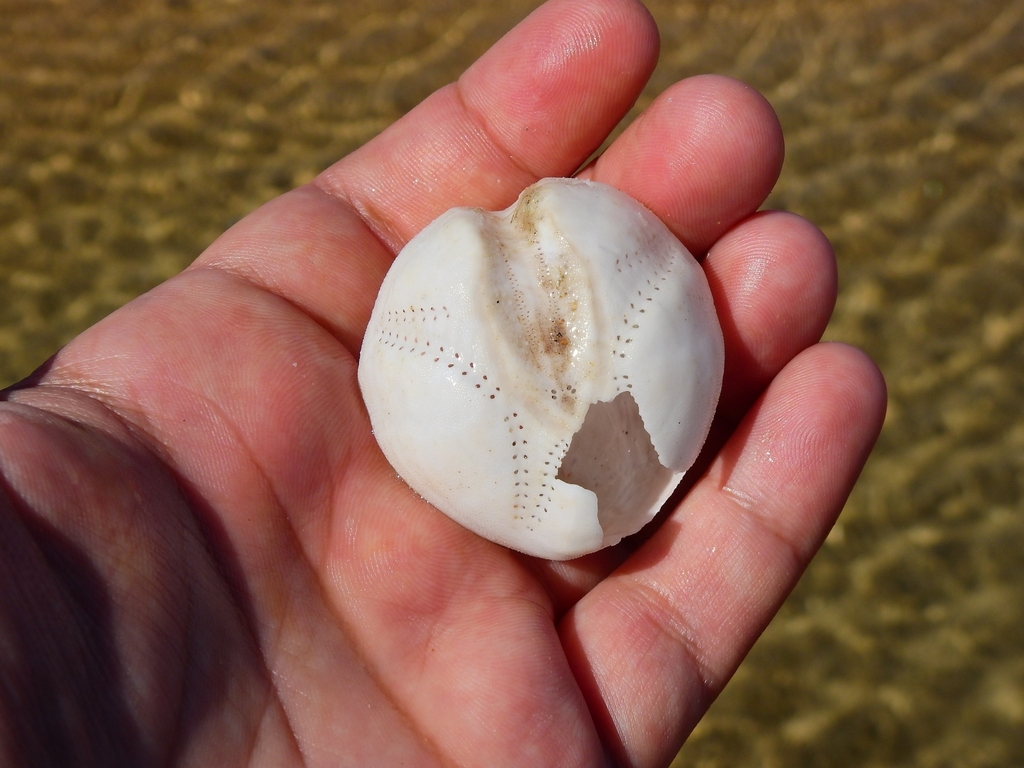 Sea Potato from Costa da Caparica, Portugal on April 18, 2023 at 09:59 ...