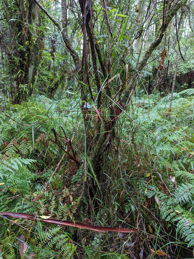 Forest Wire-grass from Melbourne VIC, Australia on April 8, 2023 at 11: ...
