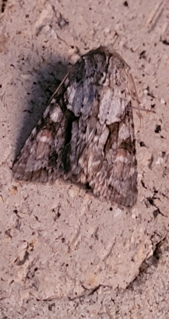 Distinct Quaker from Columbia, MD, USA on April 14, 2023 at 06:21 AM by smuller. https ...