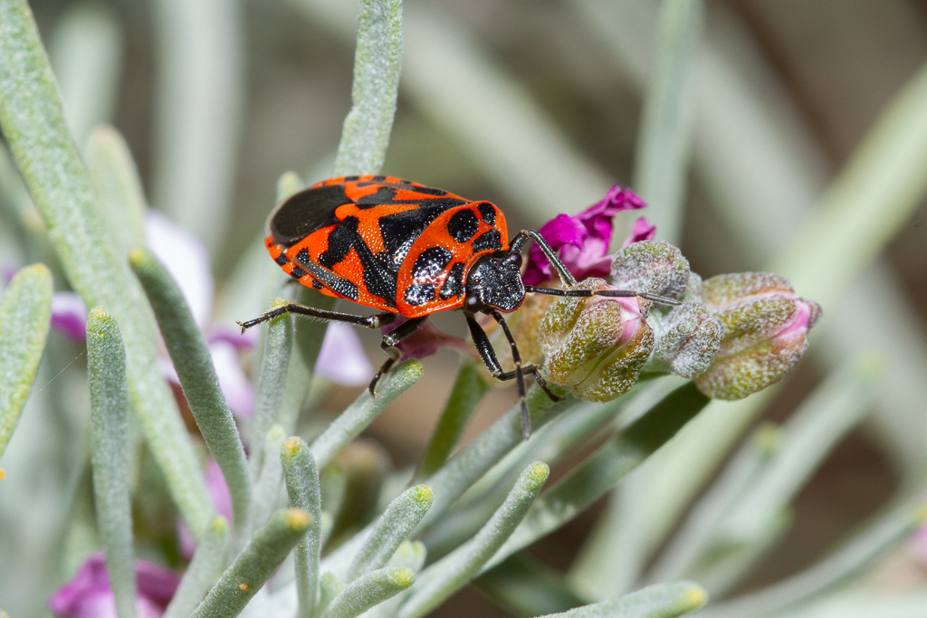 red cabbage bug from La Laguna, Santa Cruz de Tenerife, España on ...