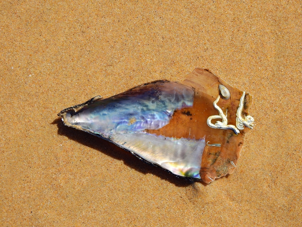 Fan Mussel from Costa da Caparica, Portugal on April 18, 2023 at 10:14 ...