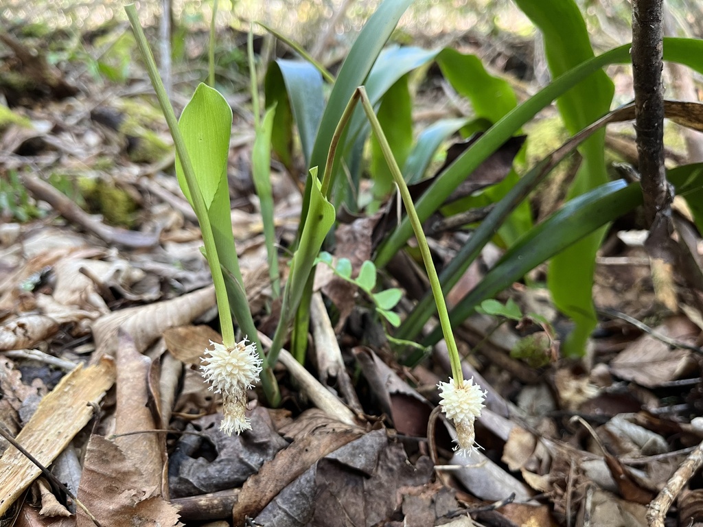Fraser's Sedge in April 2023 by lboggess. A nodding Fraser’s Sedge ...