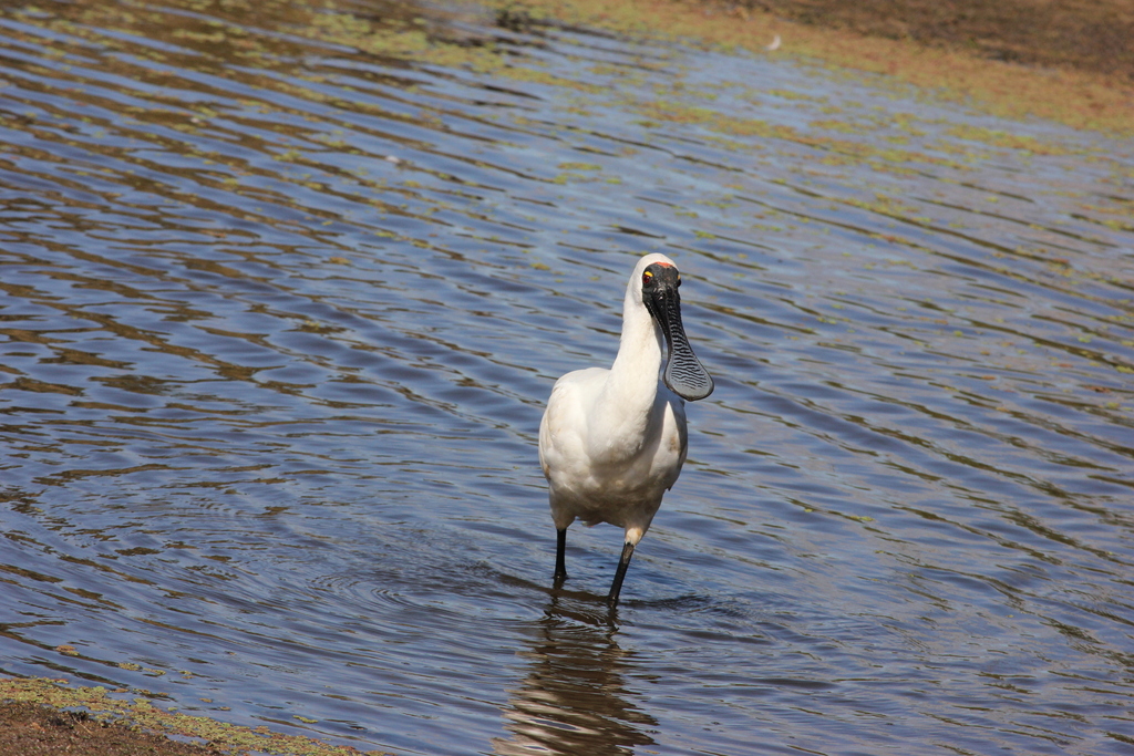 Royal Spoonbill from Mount Martha VIC 3934, Australia on April 18, 2023 ...