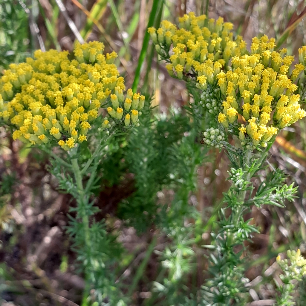 Grassveld Sheepdaisy from Mahogany Ridge, Pinetown, 3608, South Africa ...