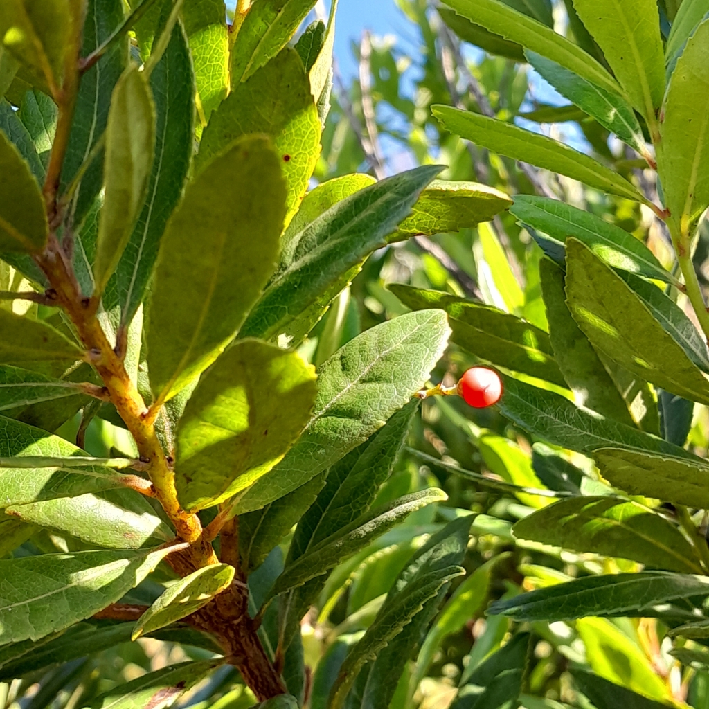 Water Waxberry from Westmead Ext, Pinetown, 3608, South Africa on April ...