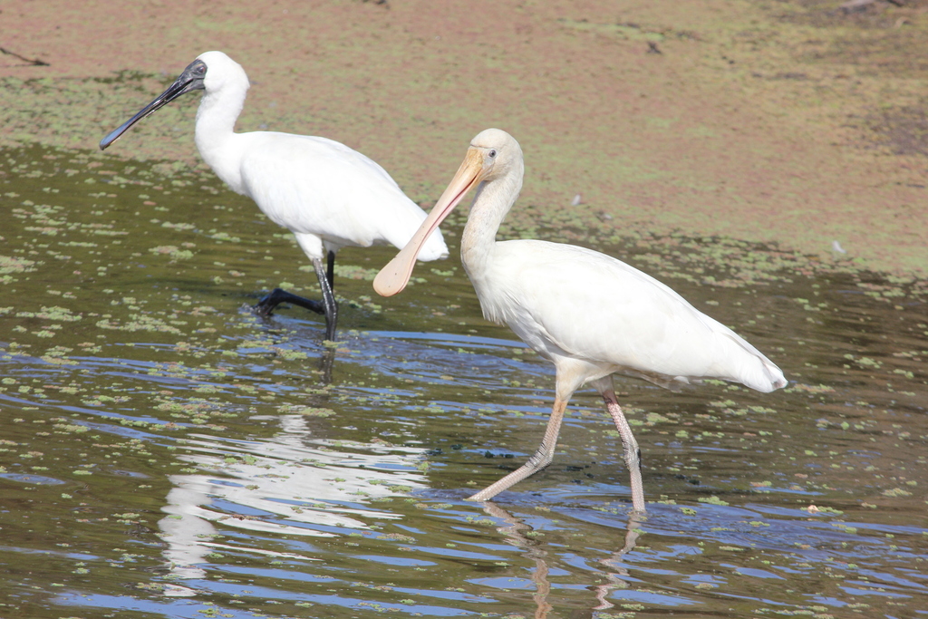 Yellow-billed Spoonbill from Mount Martha VIC 3934, Australia on April ...