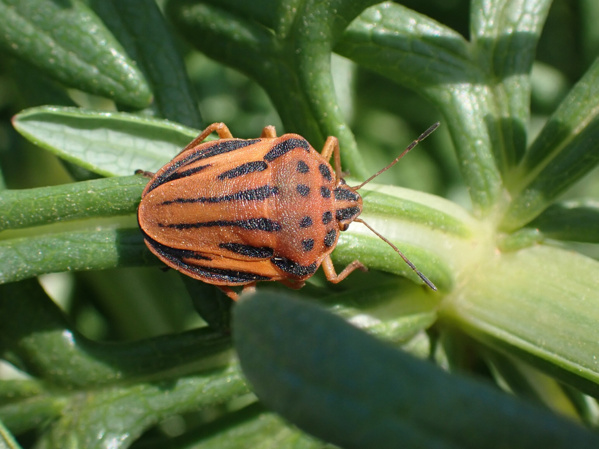 Graphosoma semipunctatum (Fabricius, 1775)