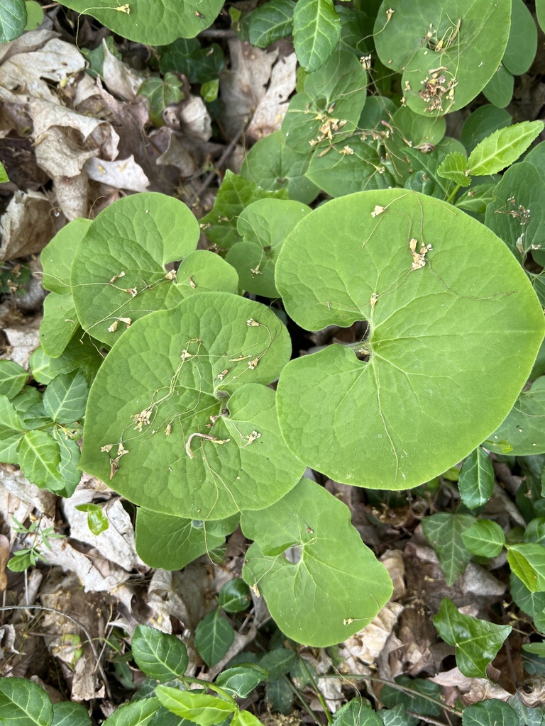 Canadian wild ginger from Berea College, Berea, KY, US on April 18 ...