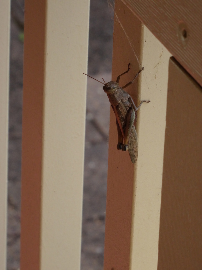 Confusing Spur-throated Locust from Smiths Lake NSW 2428, Australia on ...