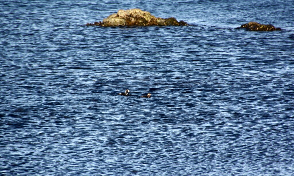 Harlequin Duck from Petit Rocher, NB, Canada on April 14, 2023 at 10:36 ...