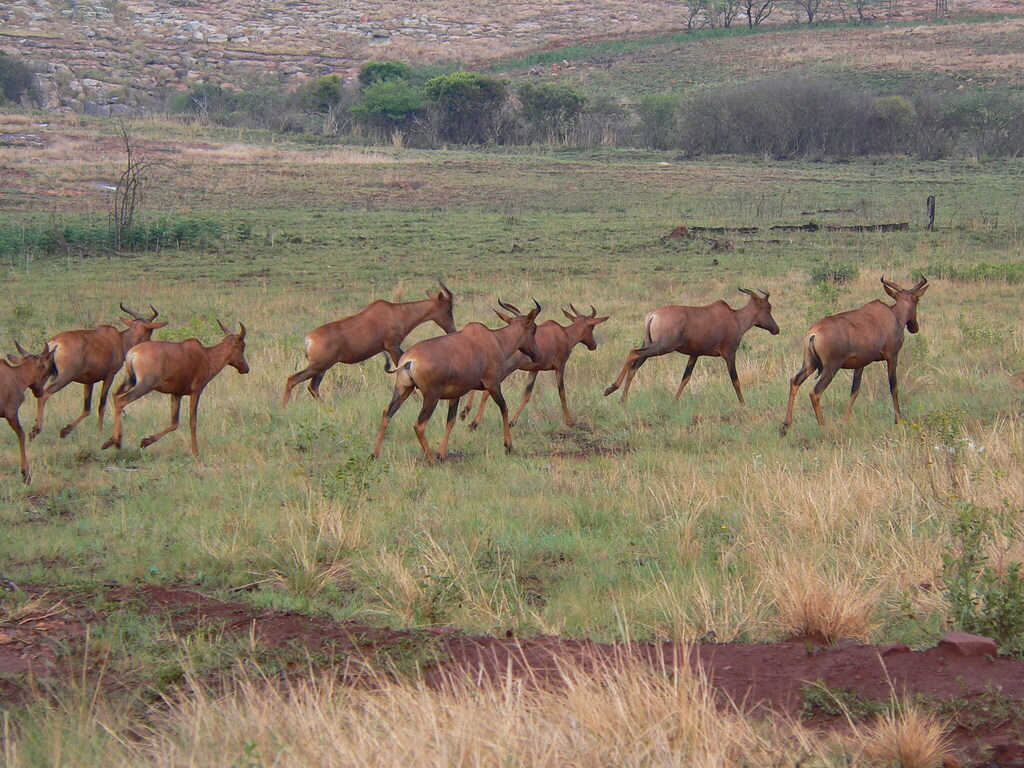 Common Tsessebe in October 2008 by Duncan McKenzie · iNaturalist