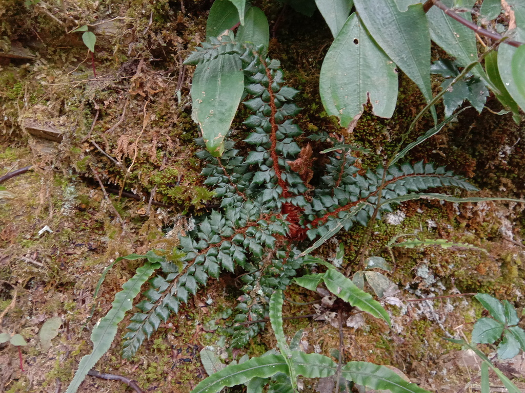 shield ferns from 台灣南投縣 on November 27, 2021 at 11:37 AM by Zin Wei ...