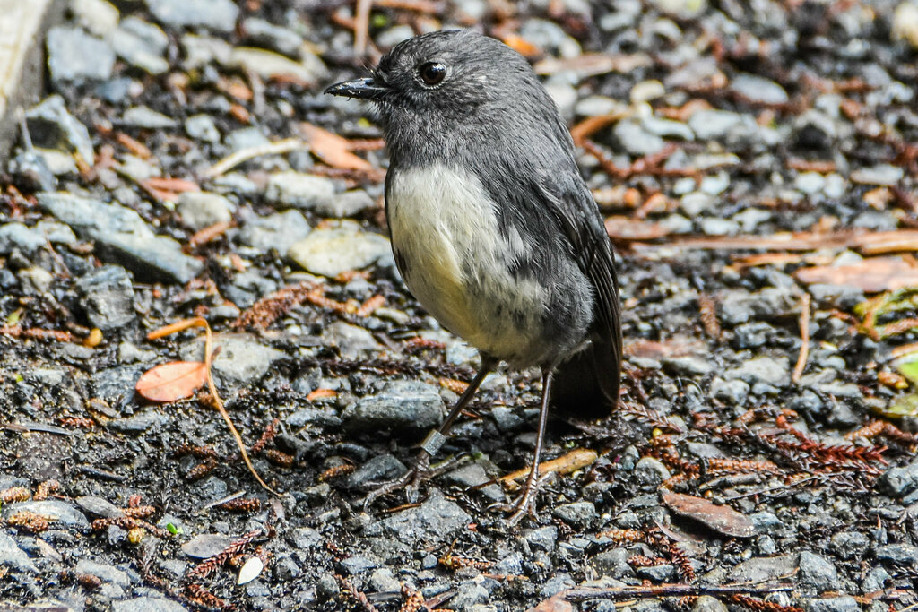 South Island Robin from Ulva Island, Southland, New Zealand on November ...