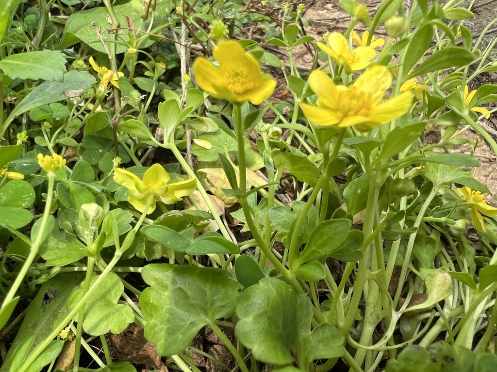 Ranunculus ternatus in April 2023 by jm Wu · iNaturalist