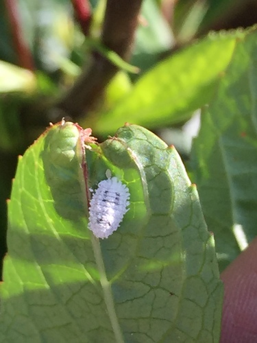 Planococcus minor · iNaturalist