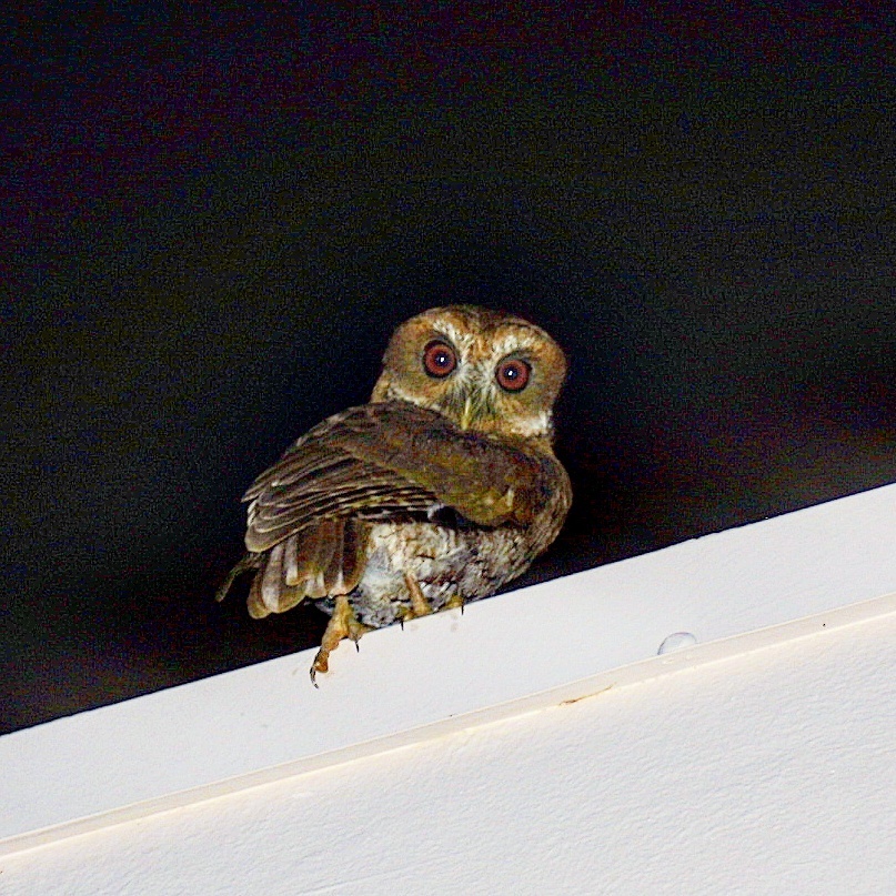 Typical Owls from barranquitas, puerto rico on November 06, 2017 by ...