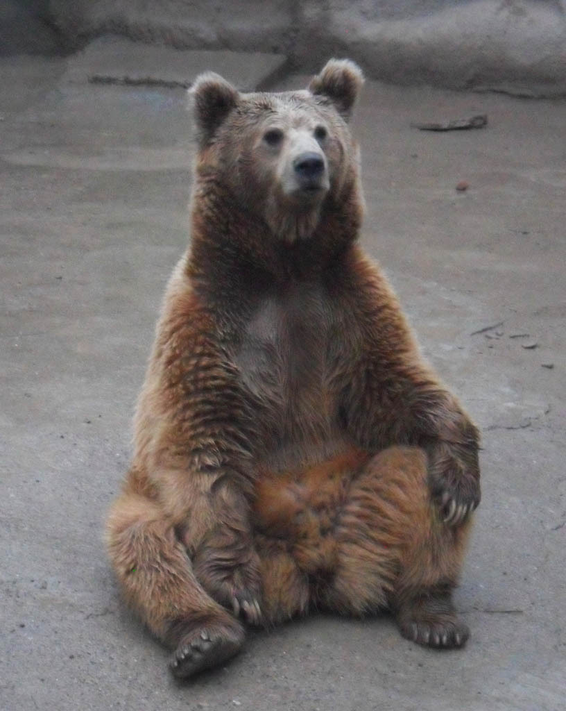 Gobi Brown Bear (Ursus arctos gobiensis) - Know Your Mammals