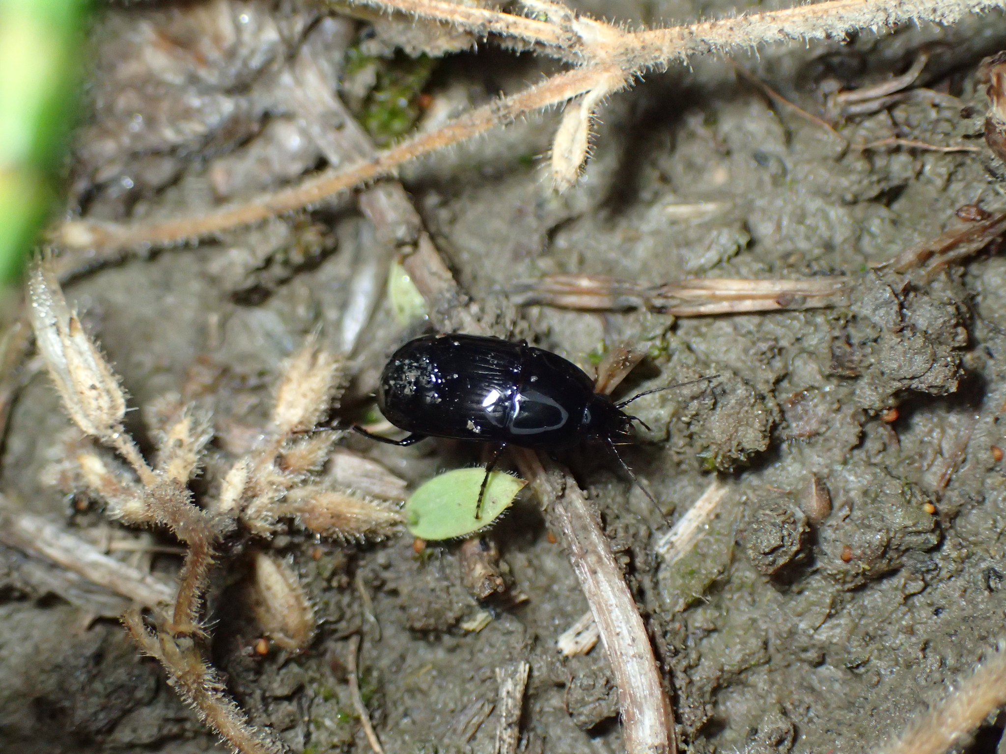 Oodes helopioides (Fabricius, 1792)