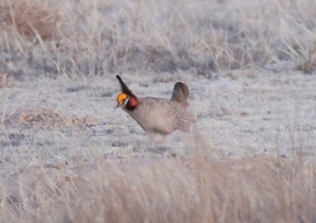 Lesser Prairie-Chicken in April 2023 by Millie Basden. lek (access ...
