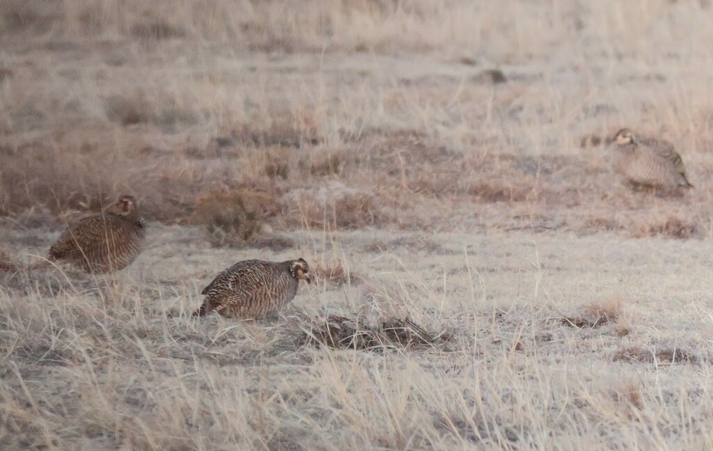 Lesser Prairie-Chicken in April 2023 by Millie Basden. lek (access ...