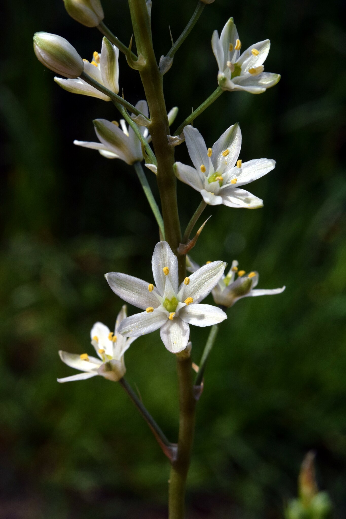 Ornithogalum hispidum subsp. hispidum