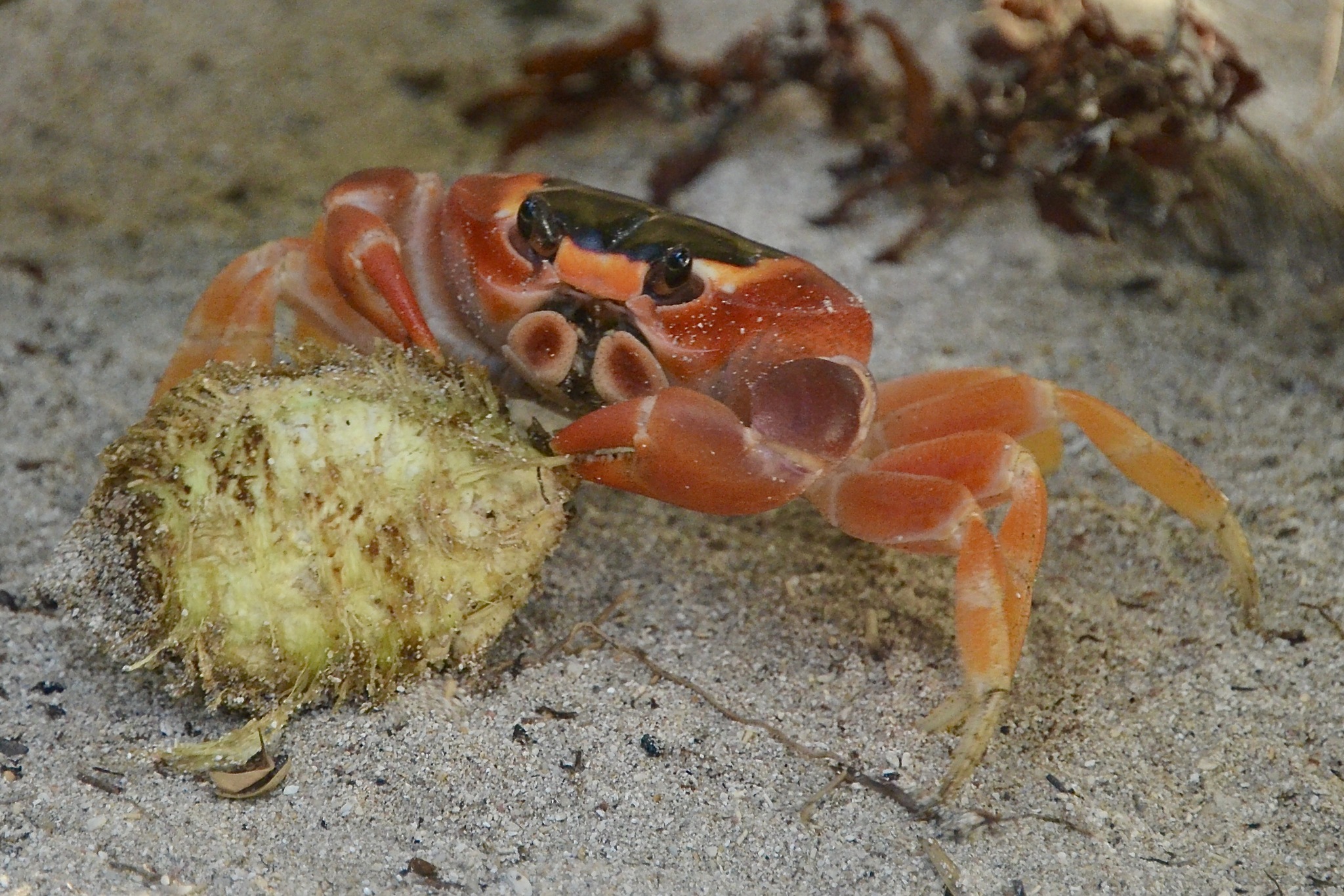 Gecarcinus lateralis Guérin, 1832