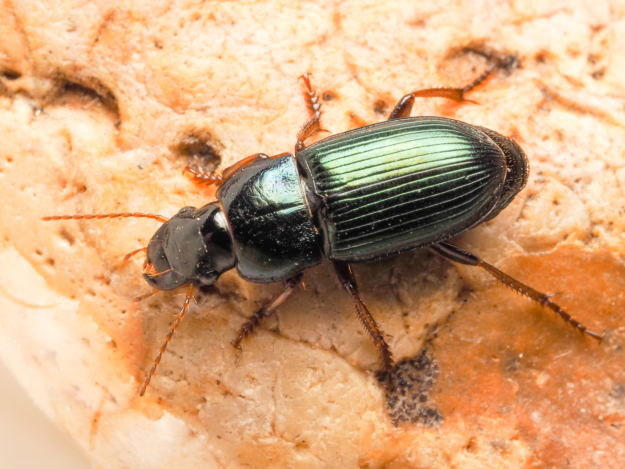 Harpalus rubripes (Duftschmid, 1812)
