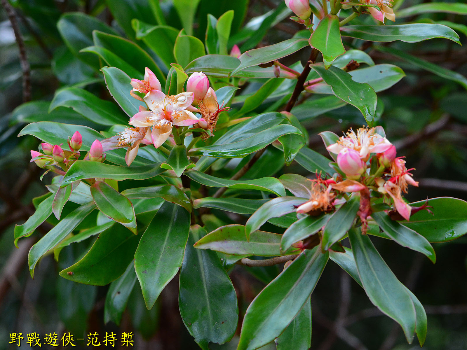Ploiarium alternifolium (Vahl) Melch.