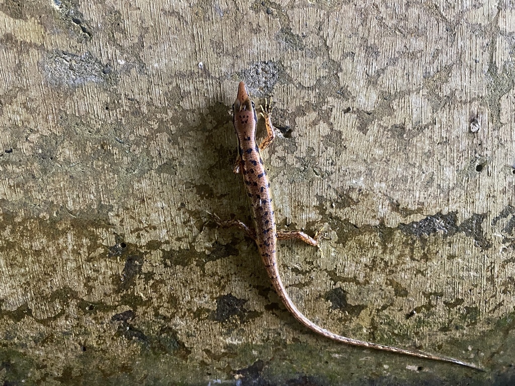 Pointed-headed Sphenomorphus from Mindanao, Gigaquit, Surigao Del Norte ...