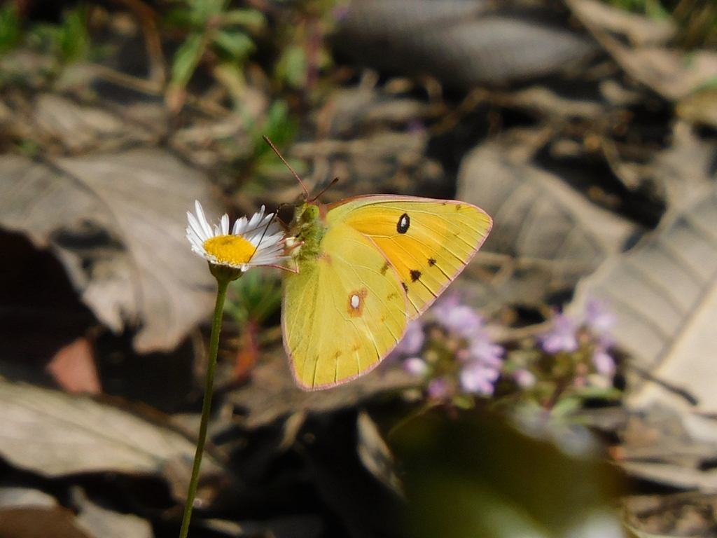 Dark Clouded Yellow from FJFV+XV9, Mukteshwar, Uttarakhand 263138 ...
