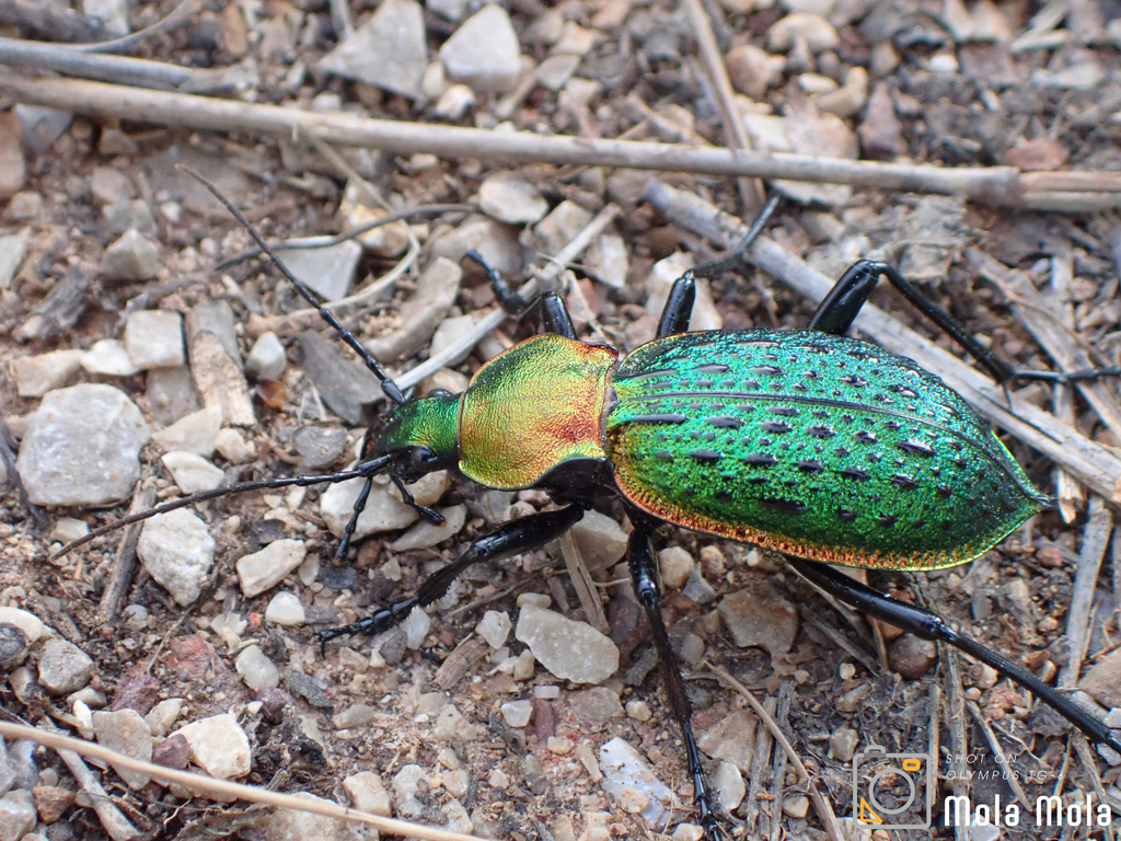 Carabus lafossei from 中国江苏省南京市江宁区 on April 09, 2023 at 04:45 PM by ...