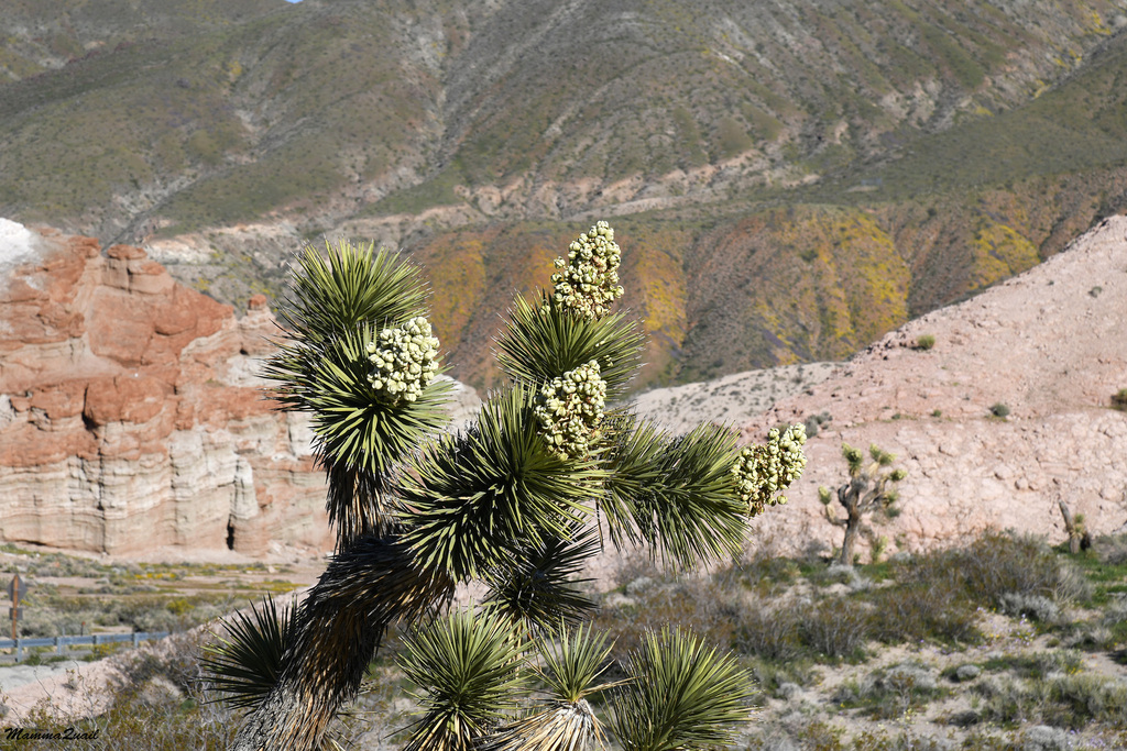 Western Joshua Tree from Kern County, CA, USA on April 09, 2023 at 05: ...