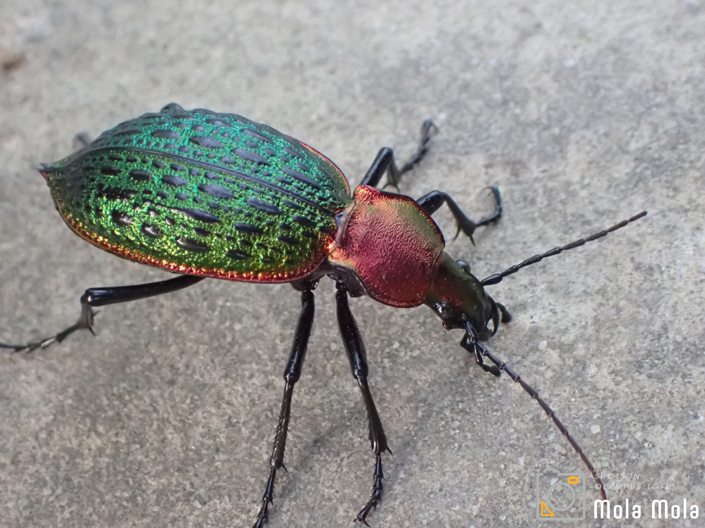 Carabus lafossei from 中国江苏省南京市江宁区 on April 09, 2023 at 06:27 PM by ...